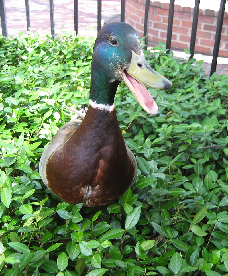 Disney World 2007
